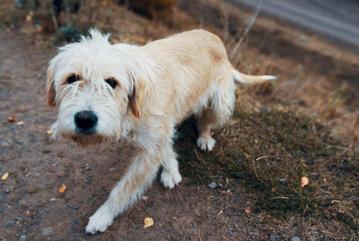 Lost Pets In Thakeham, RH20 3GW | Meadow Hall Veterinary Practice